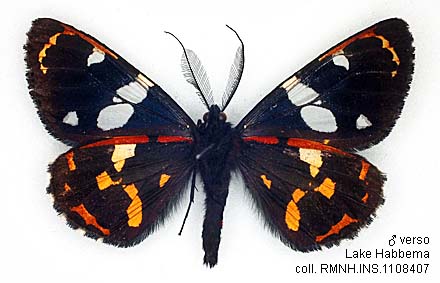 Papua Insects Foundation (Lepidoptera/Geometridae(Ennominae)/Eubordeta ...